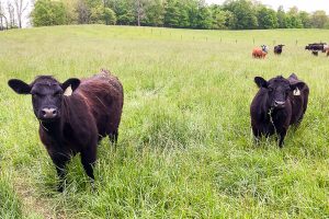 Buying a Side of Beef: Everything You Need to Know | NeighborFood